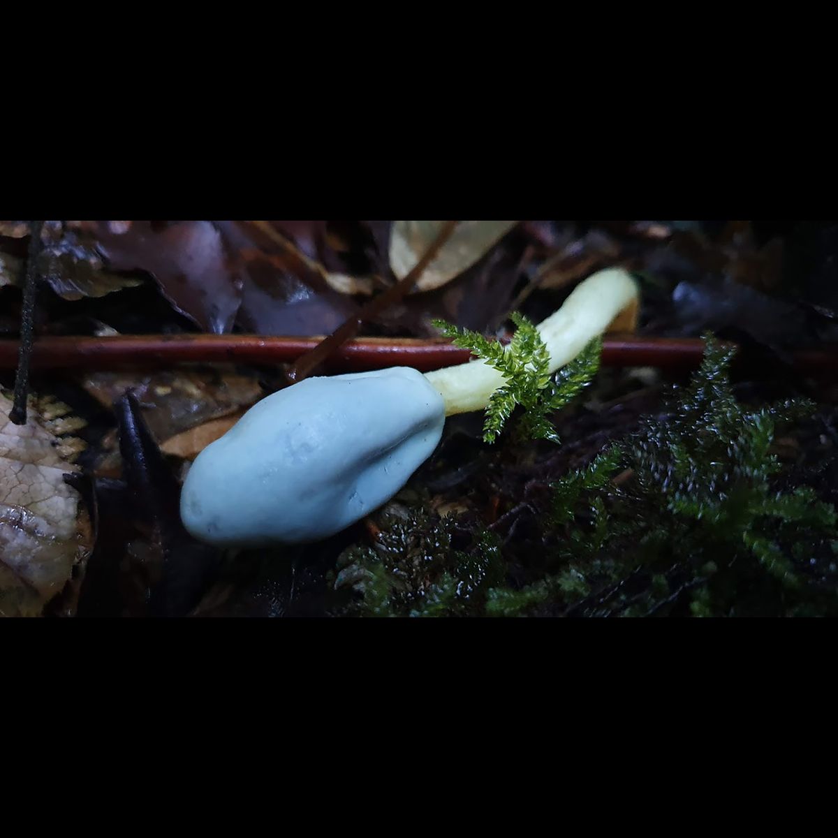 Visual feast of New Zealand fungi